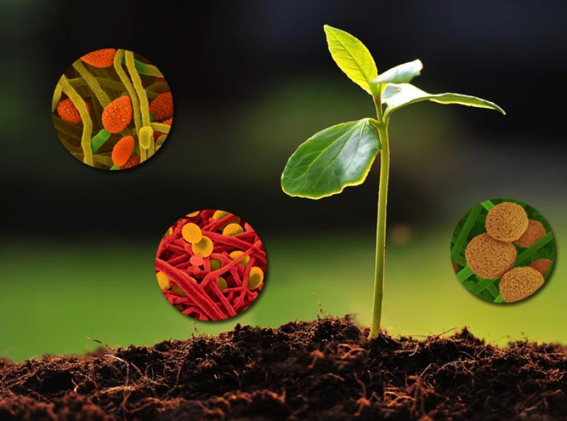 Biostimulants: Pioneering the Green Revolution through Enhanced Plant ...